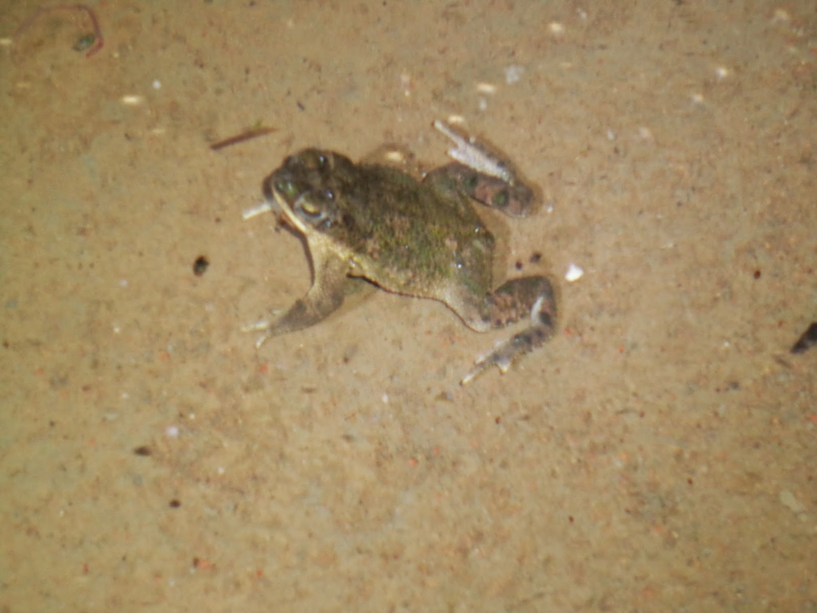 Sítio Dona Lô: FAUNA: GIRINOS - PARTE 1