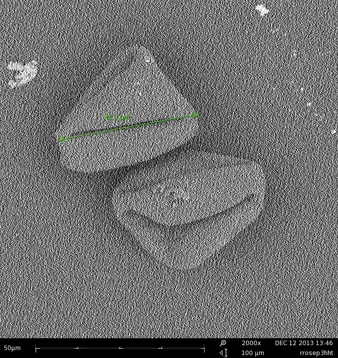 Pollen in the Rose Family : SEM Pictures