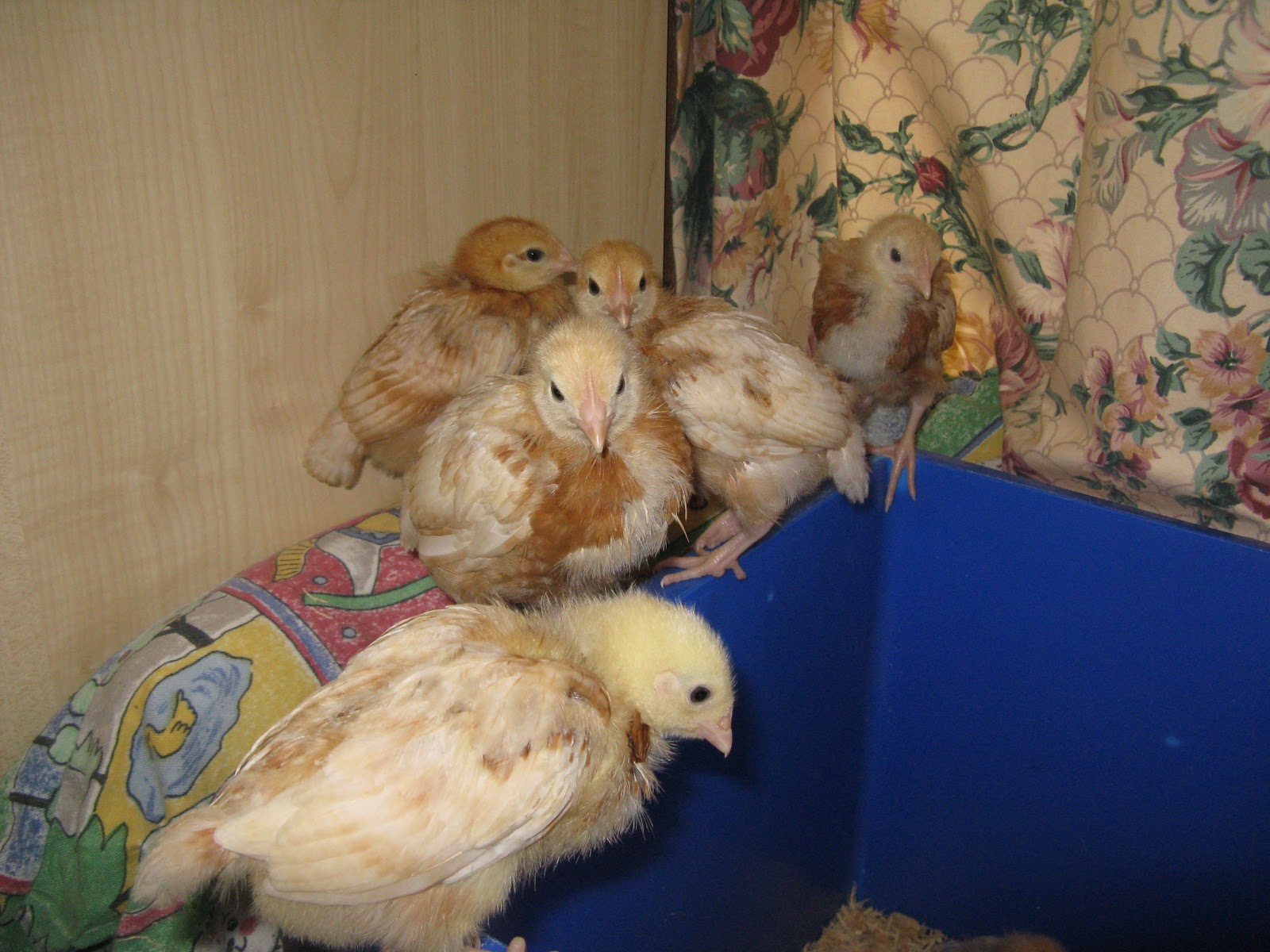 Follow 12 Baby Chickens