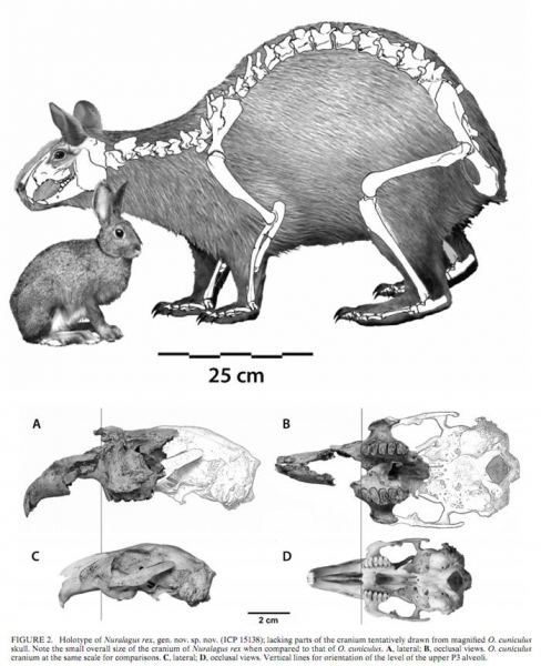 Species New to Science: [Mammalogy • 2011] Nuralagus rex | Minorcan ...