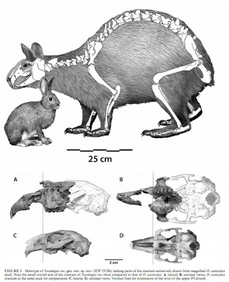 Species New to Science: [Mammalogy • 2011] Nuralagus rex | Minorcan ...