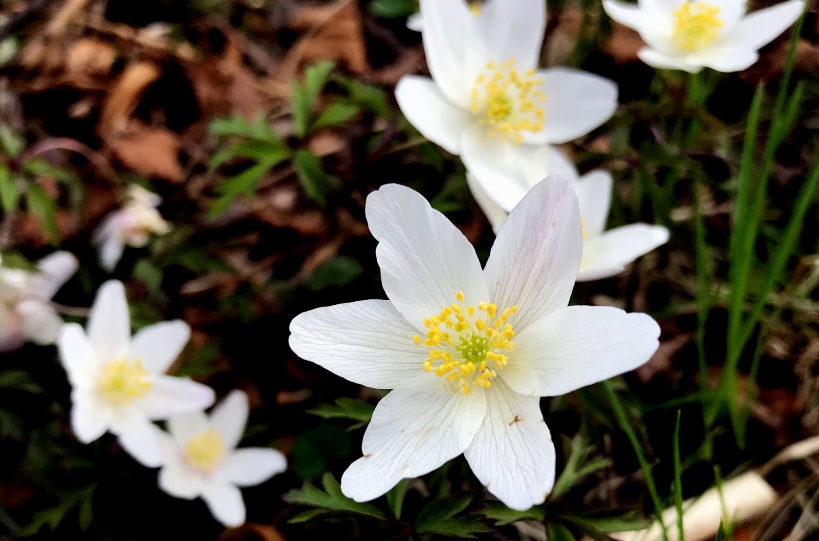 VisaLiza : April, april