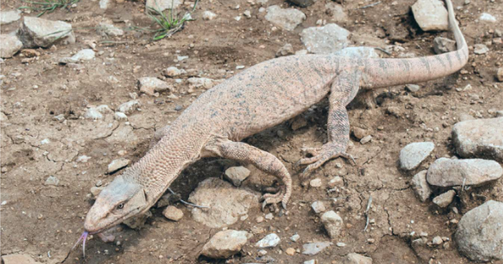 Los varanos. Corazón de dragón
