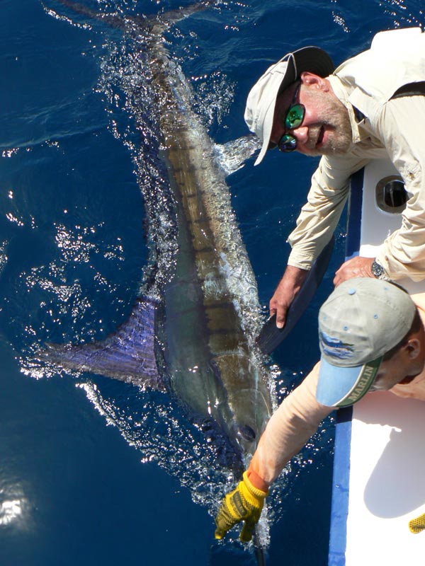 International Fishing News: ECUADOR: Salinas marlin report