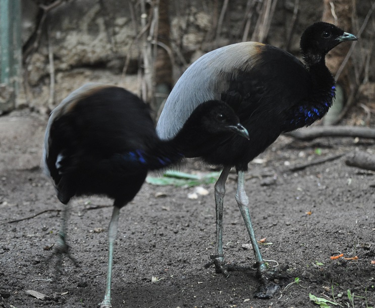 ZOOTOGRAFIANDO (6.100 ANIMALS): TROMPETERO DE ALAS GRISES / GREY-WINGED ...