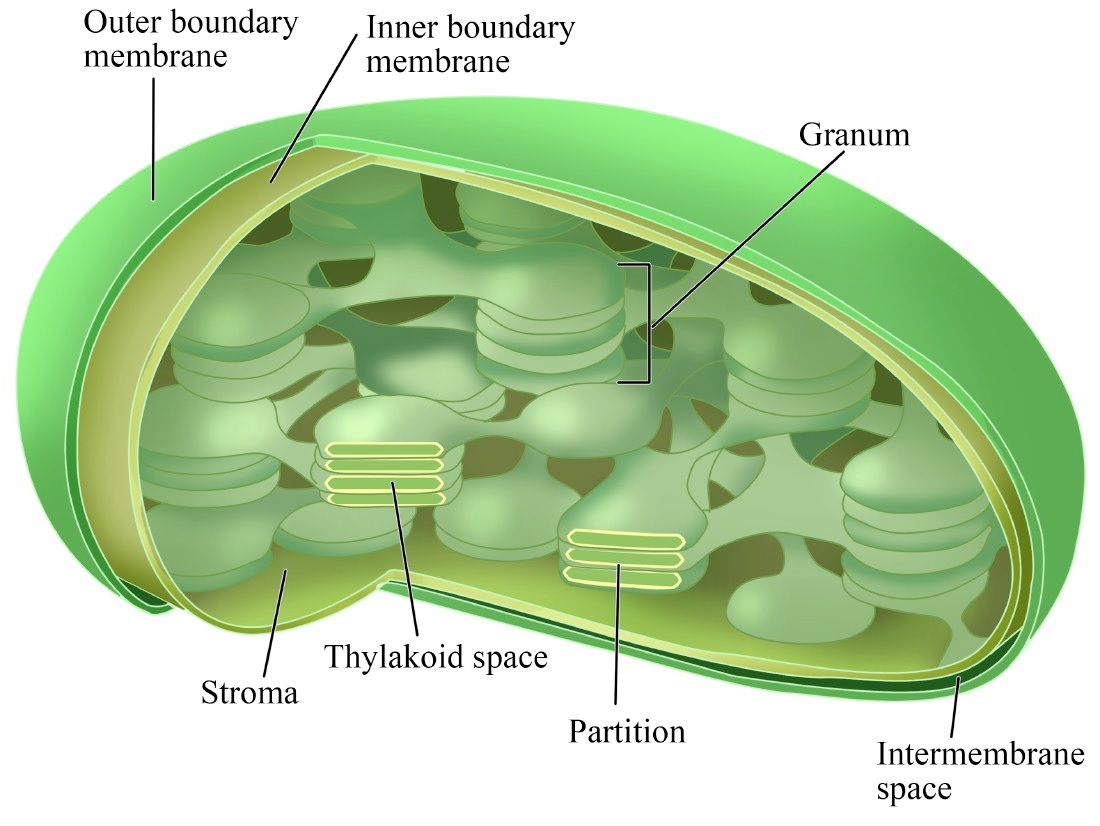 BIOLOGI GONZAGA: October 2015