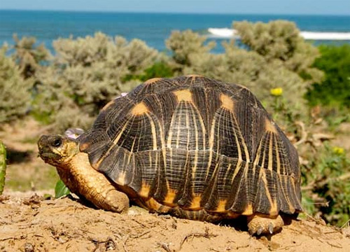 The Lavish Life of Henry: My Cousin: The Madagascar Spider Tortoise