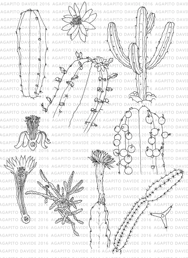 Cactus Guide Projectus: The Book