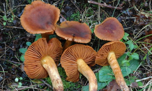 MaritO's tur og treningsblogg: Sopp for dummies