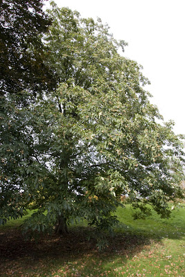 Indian Horsechestnut - Aesculus indica