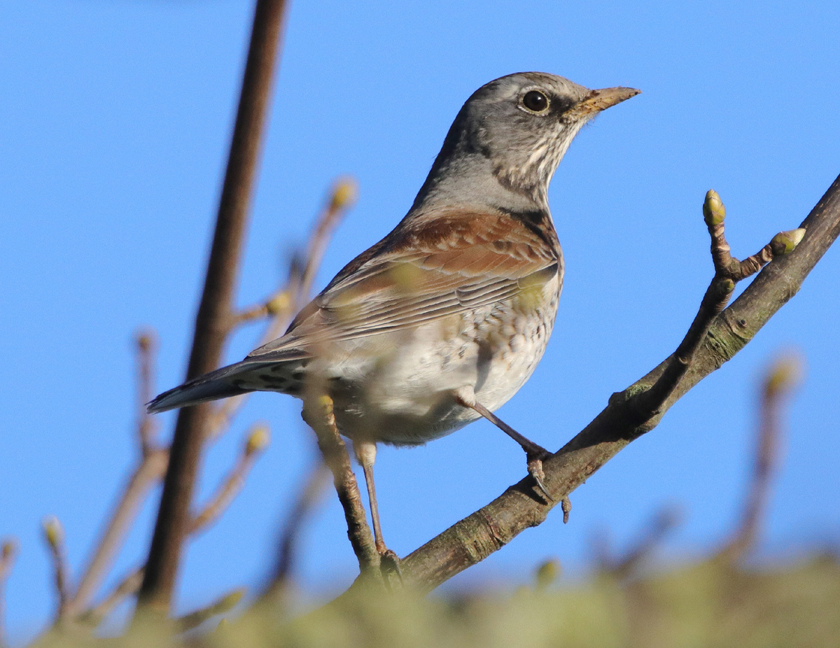 Another Bird Blog: Sunday Best