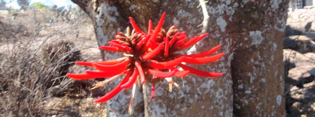 Mis impresiones hechas fotos: Estudio de la flor del colorín