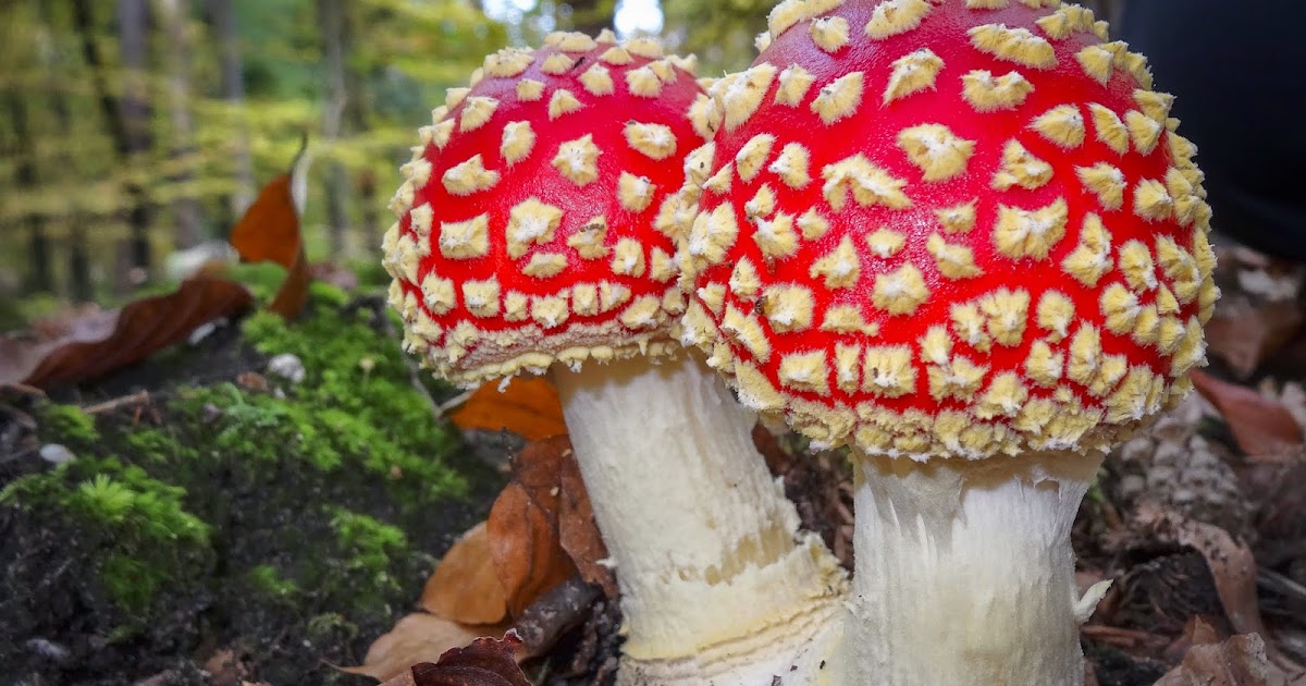 Morris Arboretum: 5 Fun Facts about Fungi!