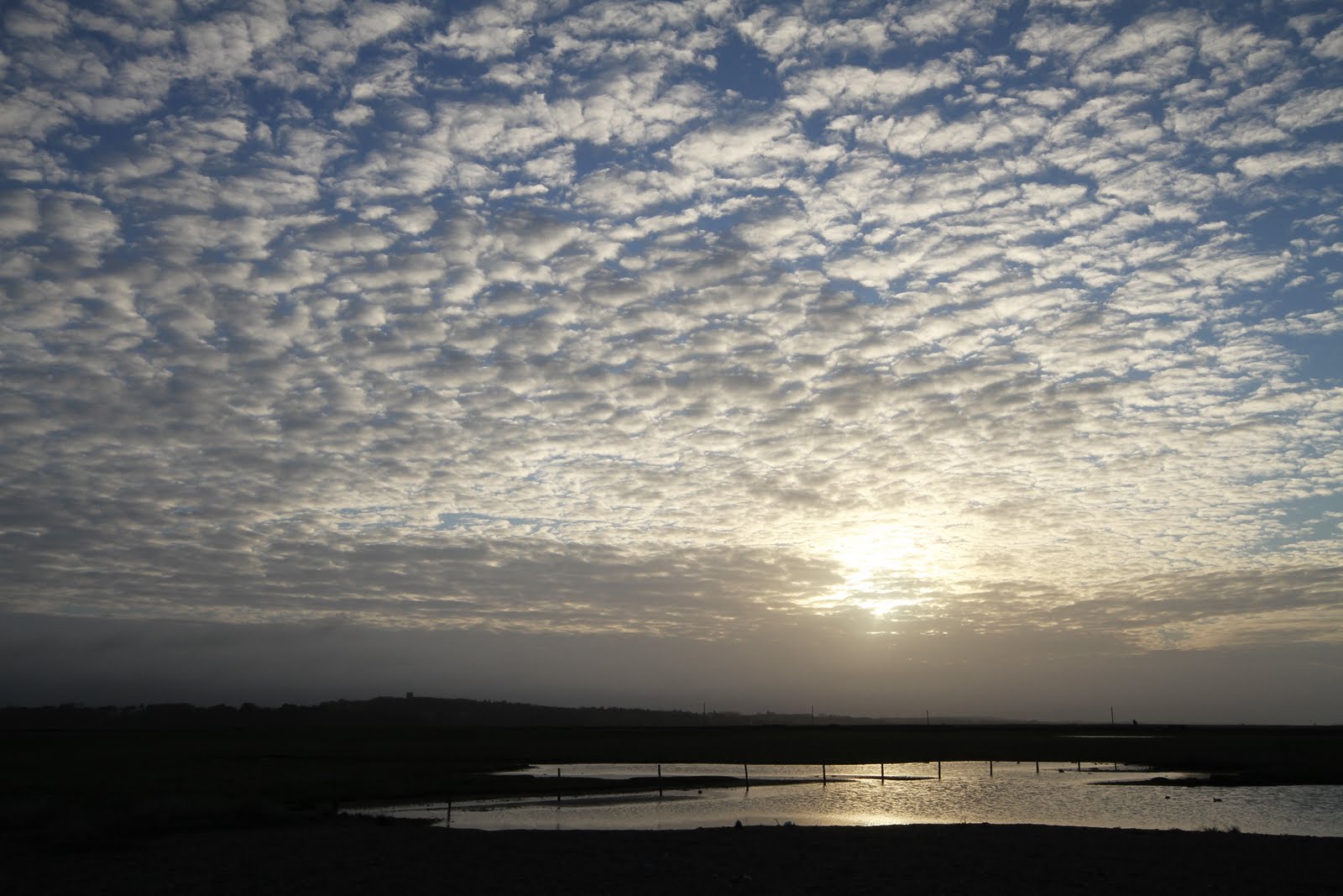 Penny's Hot Birding and Life!: Shorelarks, Spoonbill and Mackerel Skies!