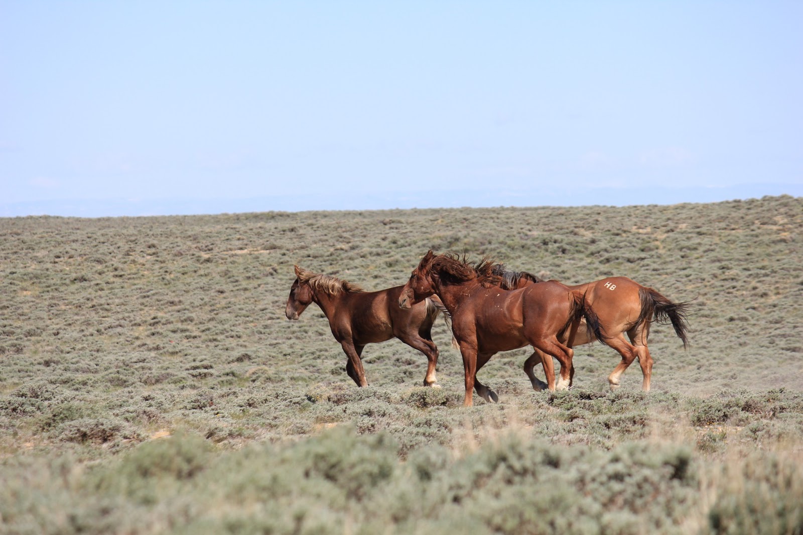 Chica & Joey's Travel Blog: Wild Mustangs - just outside of Grand ...