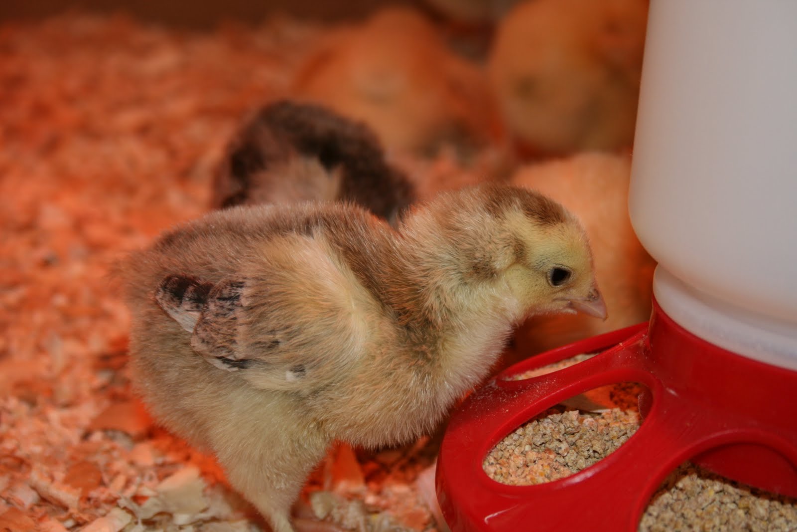 Building Green in Vermont