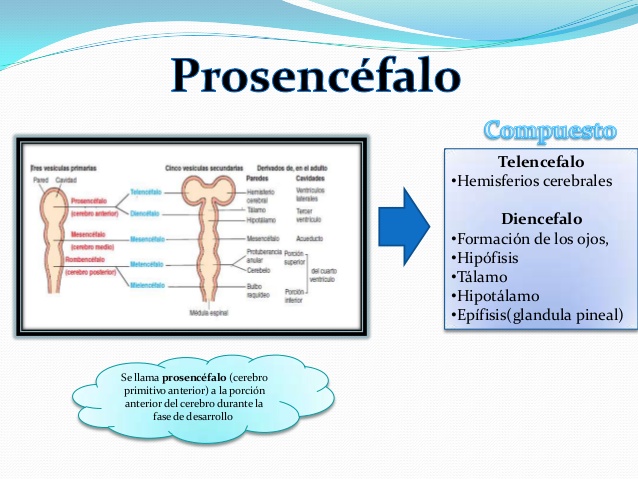 Neuropsicología: ¿Que componentes principales forman el proséncefalo?