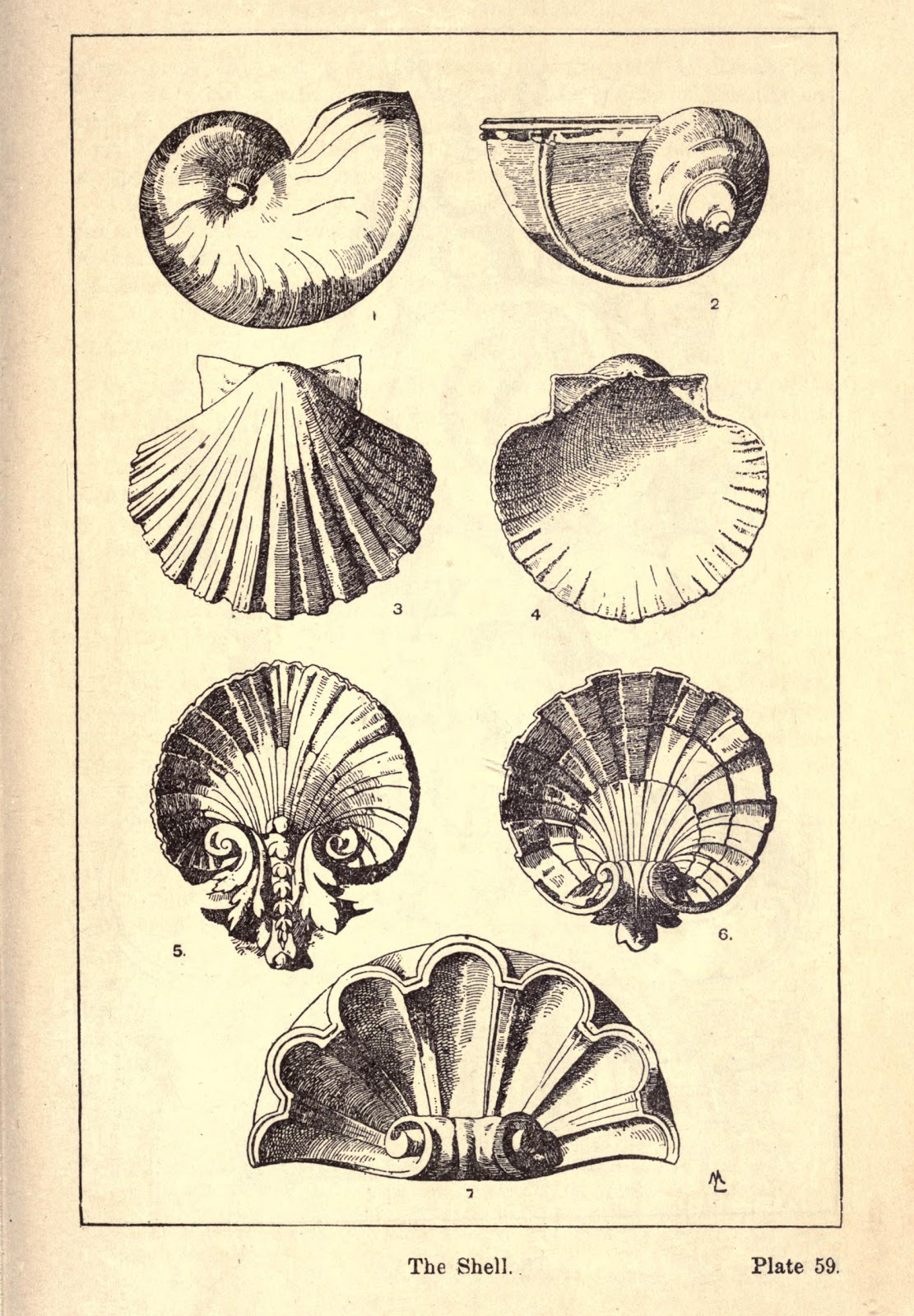 Vintage Ephemera: Engraving, Decorative Seashells, 1920
