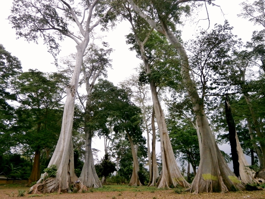 dolandolen: Pohon Purba Lian di Lombok Timur