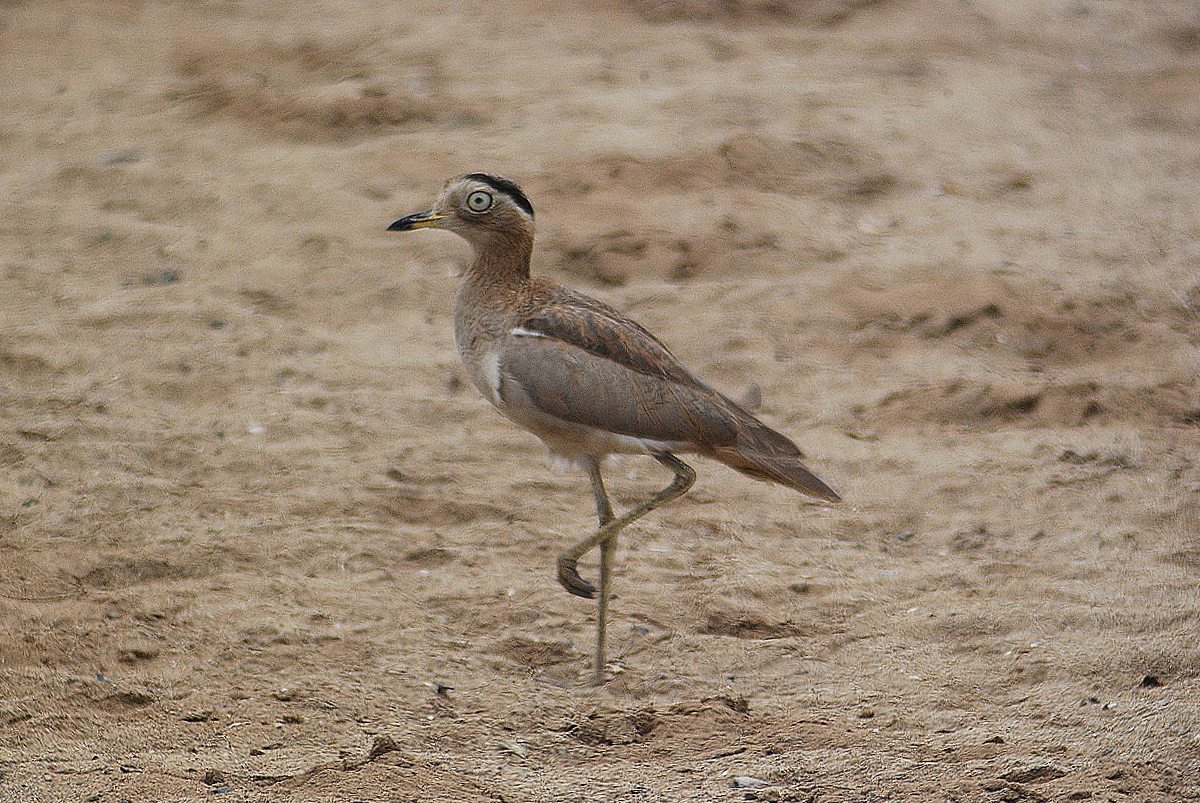 Canal Llanero : ÑENGUERE - ALCARAVAN RAYADO - GUEREGUERE - HUEREQUEQUE ...