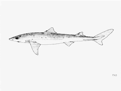 Argentina nativa: Tiburón espinoso (Squalus acanthias)