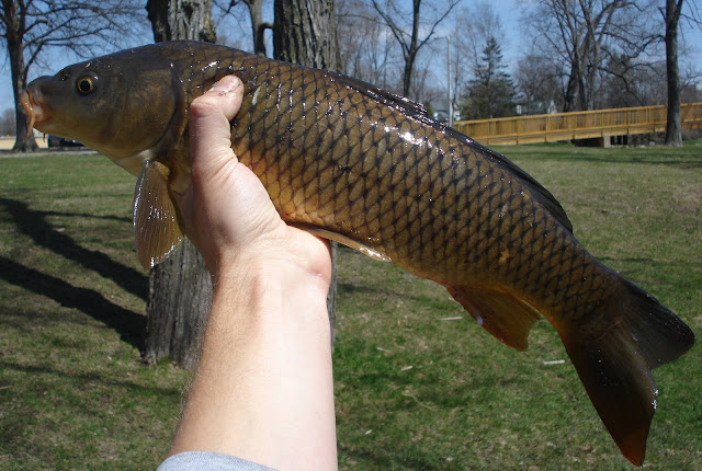 Ben Cantrell's fish species blog: Spring carp, redhorse, and suckers