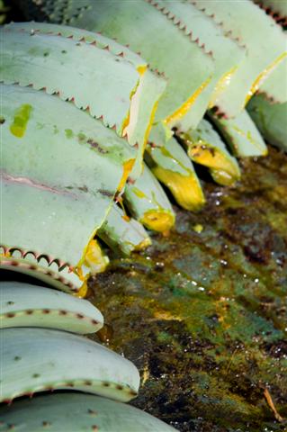 cape ferox aloe: aloe ferox cape aloe or bitter aloe