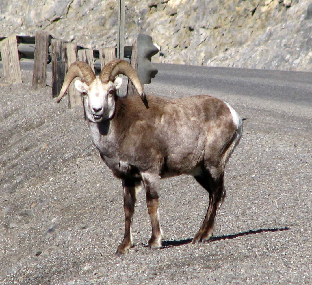 Married To A Birder: Transcontinental Trek 2011 Day 9: Fort Nelson ...