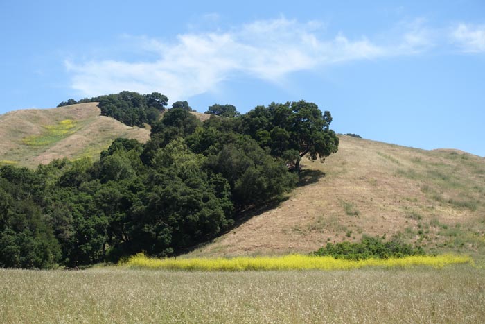Briones Regional Park : Briones Regional Park - Diablo view, spengler ...