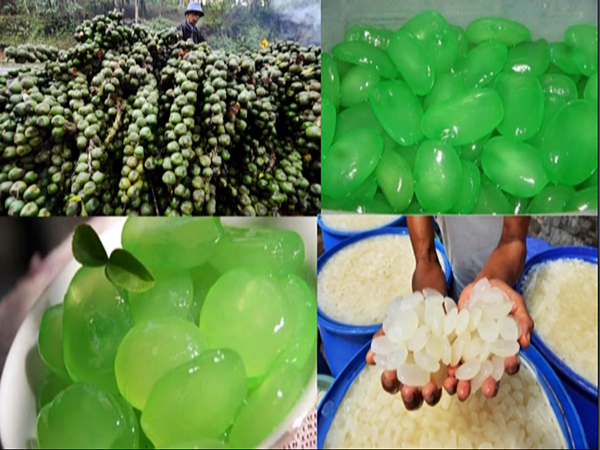 Budidaya Aren : Aren Dari A Sampai Z Dalam Foto