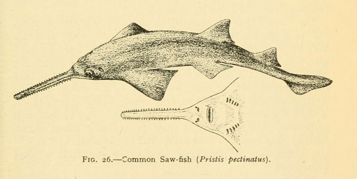 Códigos de Barras de la Vida Silvestre México - Barcode of Wildlife ...