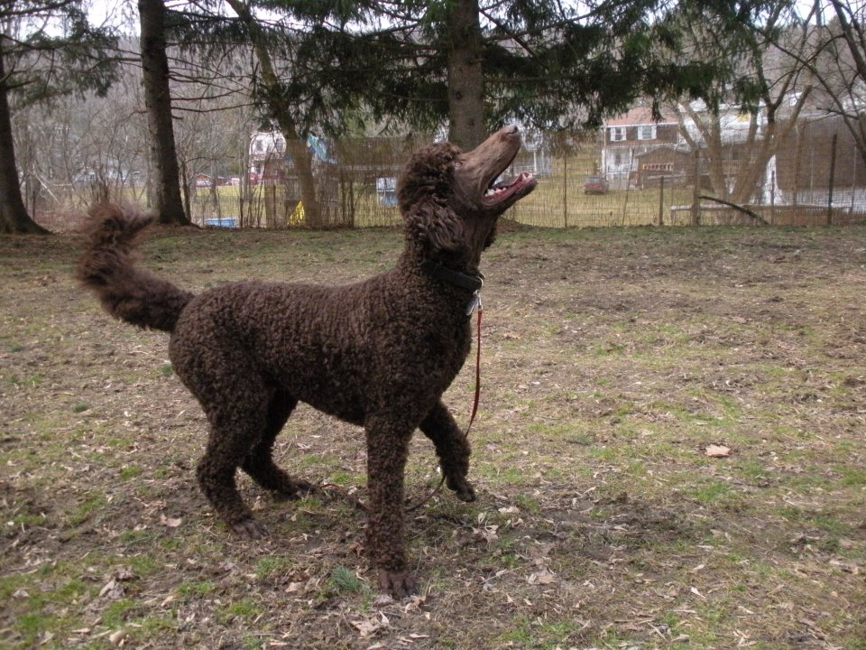 Why Are Poodle Tails Docked