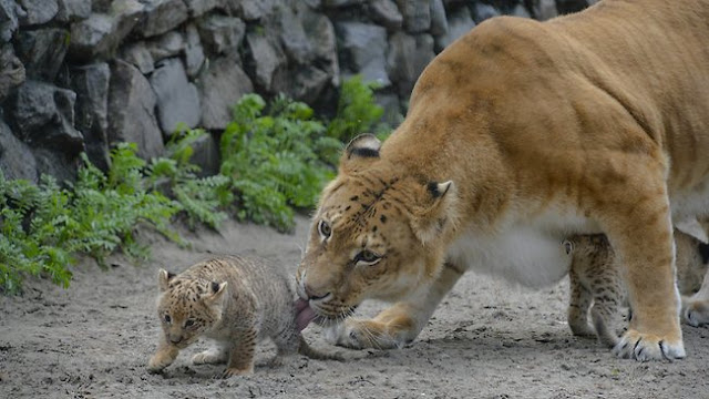White Wolf : Three liliger cubs born to liger mom (Photos - Video)