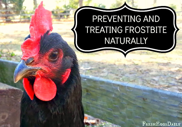 for chick coop: Treating and Preventing Frostbite in Chickens Naturally
