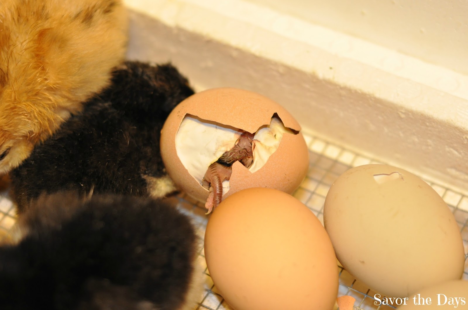 Savor The Days: Hatching Baby Chicks