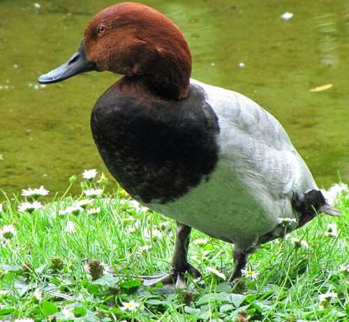 Common pochard | Birds of India | Bird World
