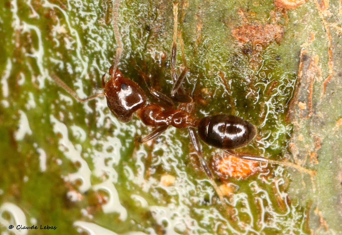 Fourmis du Laos: Pseudolasius sp