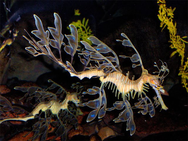blogspot: Binatang aneh cantik Leafy Sea Dragon ( naga laut australia )