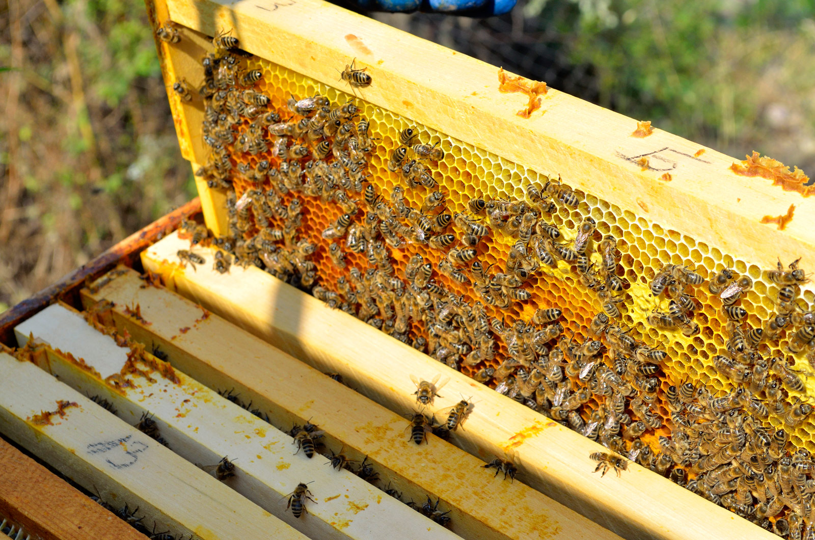 Propolis: What is Propolis and How to Prepare Propolis Tincture ...