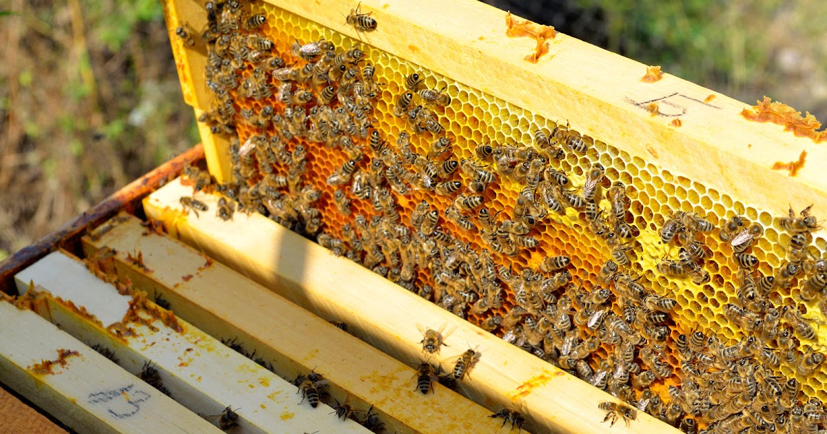 Propolis: What is Propolis and How to Prepare Propolis Tincture ...