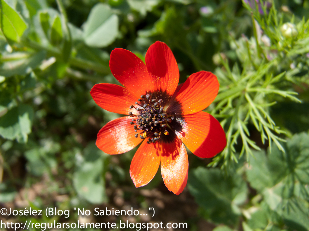 Adonis annua (Adonis, gota de sangre, ojo de perdiz)