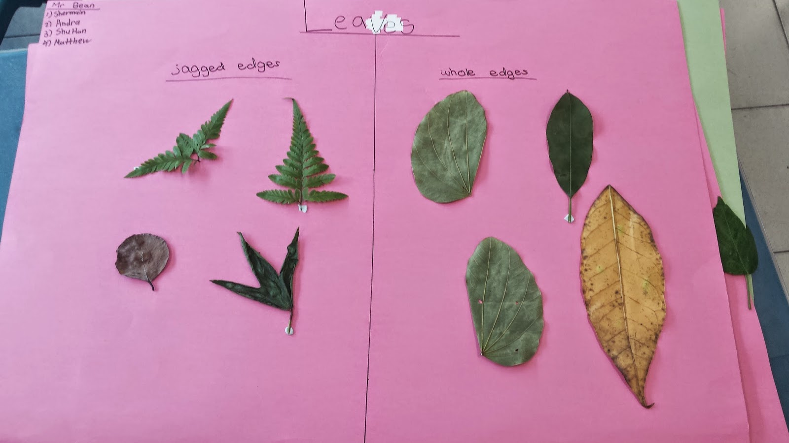 Class 3A 2014 Group Work Classifying Leaves Plant Systems Class 3A 2014 Group Work Classifying Leaves Plant Systems