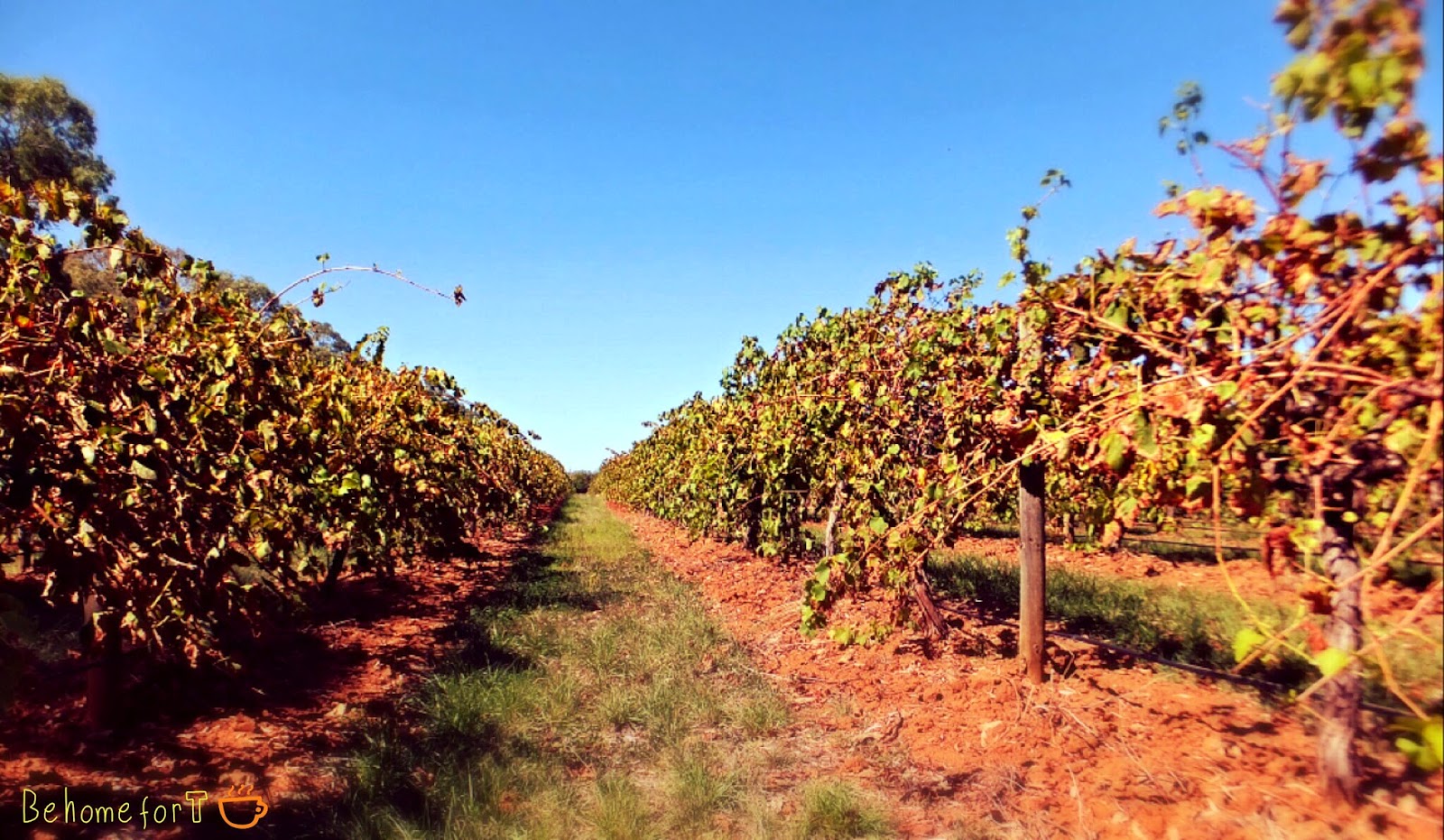behomeforT: Beautiful Barossa Part 1