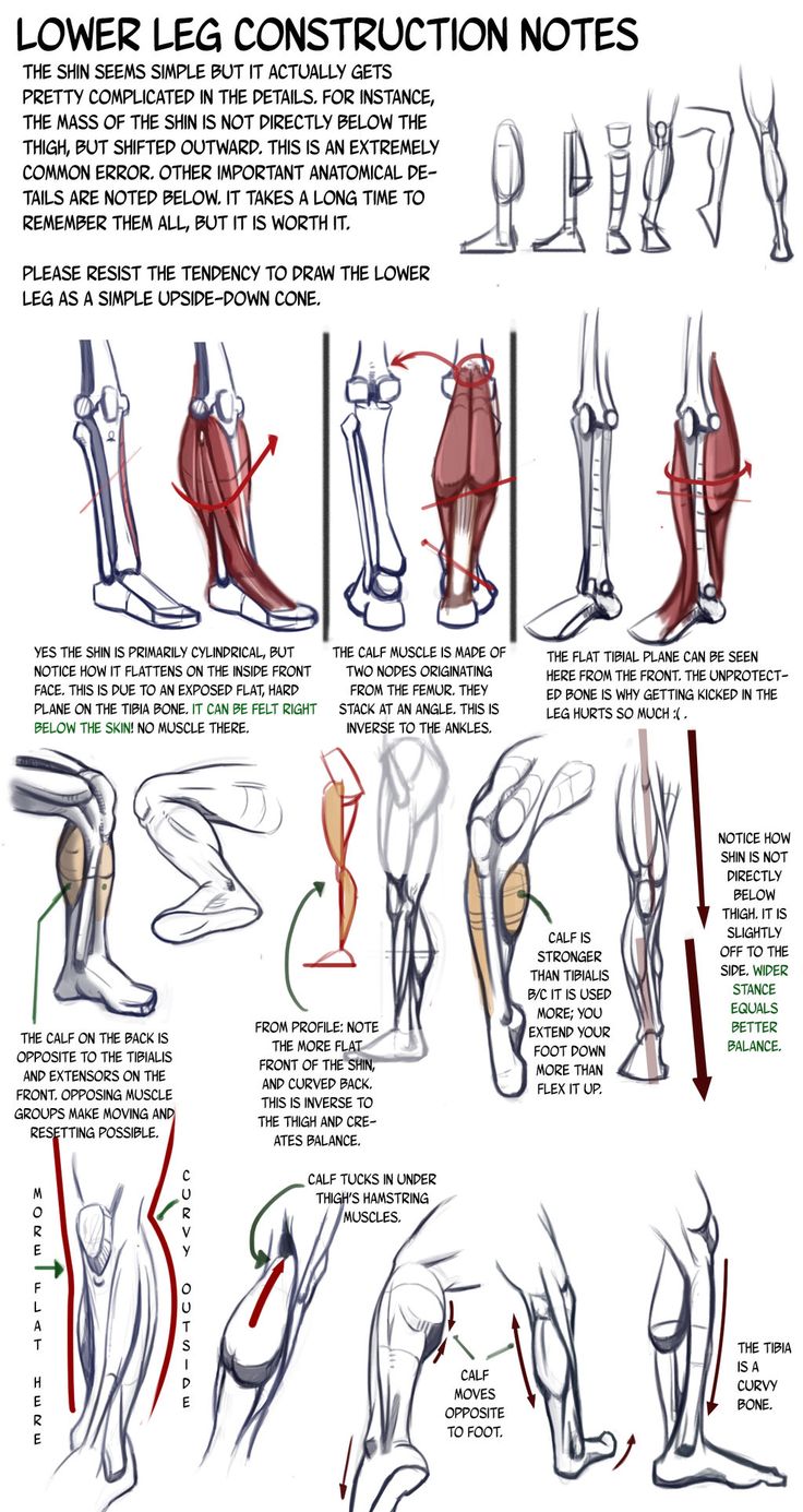Reference Fiesta! : Legs