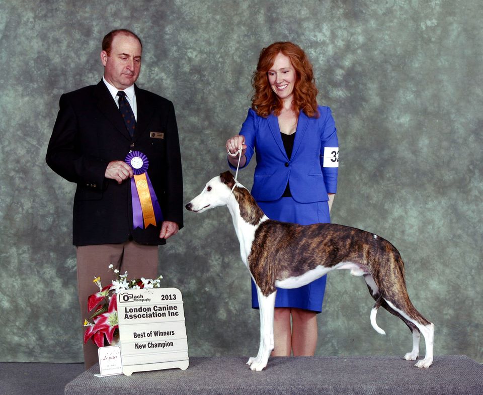 Forgetmenot Whippets Blog