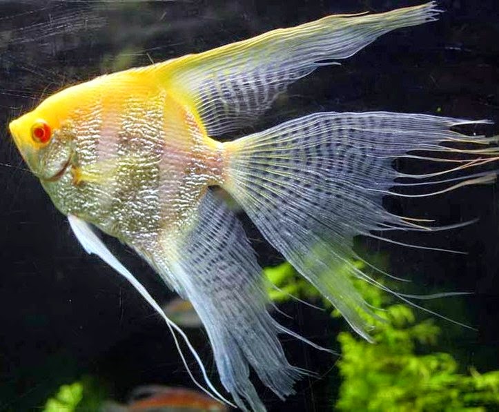 GOLD FISH: REALLY ANGEL