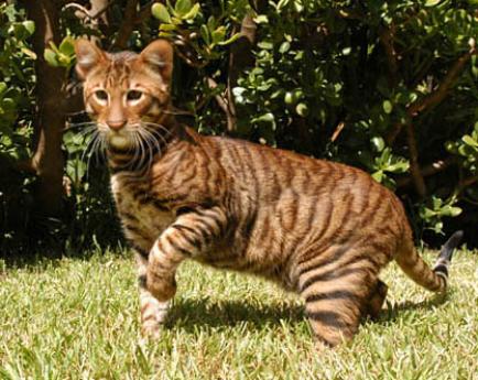 Cat Breeds Pictures and Information