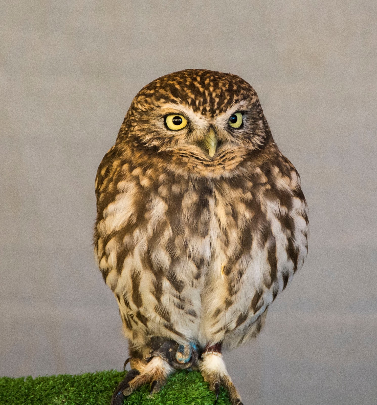 Mochuelo - Orden strigiformes Familia Strigidae | Fotografía Demetrio ...