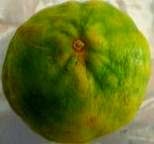 Curry Life Blog: Unusual ingredients in curry: Shatkora