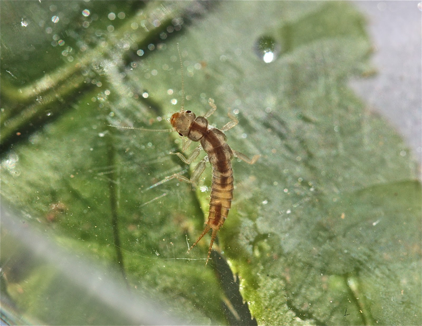 Aquatic Insects of Central Virginia: Back to Work on the Freeliving ...